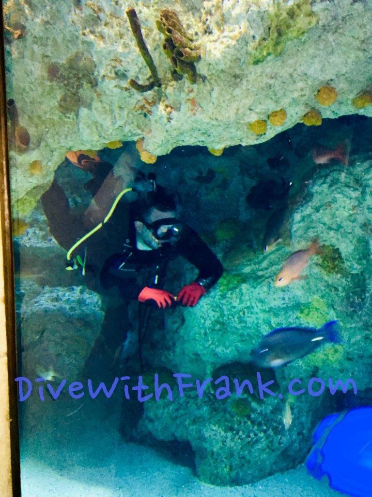 DWF Was A Guest Diver @ The National Aquarium! – Dive With Frank