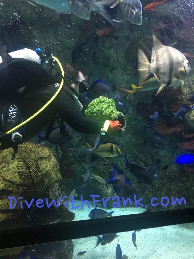 DWF Was A Guest Diver @ The National Aquarium! – Dive With Frank